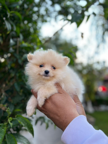 Pomeranian | Goldendoodle Mexico