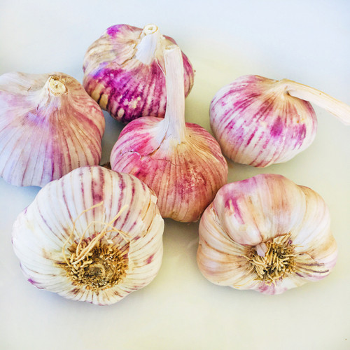 Purple Garlic 1/2 lb (4-5 bulbs) | Kejora Fresh