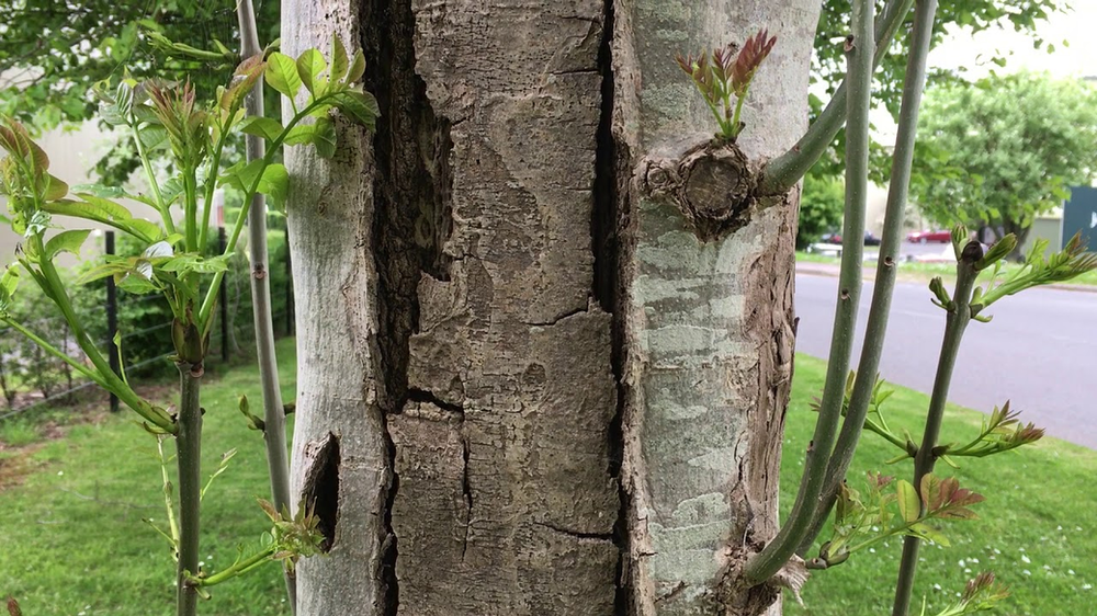 Ash Dieback and Biochar (UK).