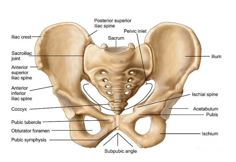 How Do You Get Symphysis Pubis Dysfunction SPD How Do You Get Symphysis Pubis Dysfunction SPD