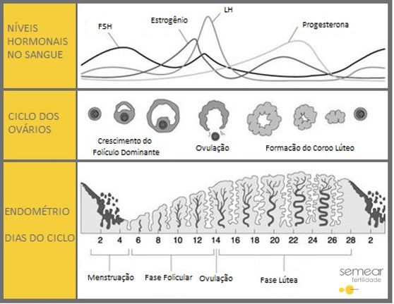 Ciclo menstrual: o que é considerado normal?