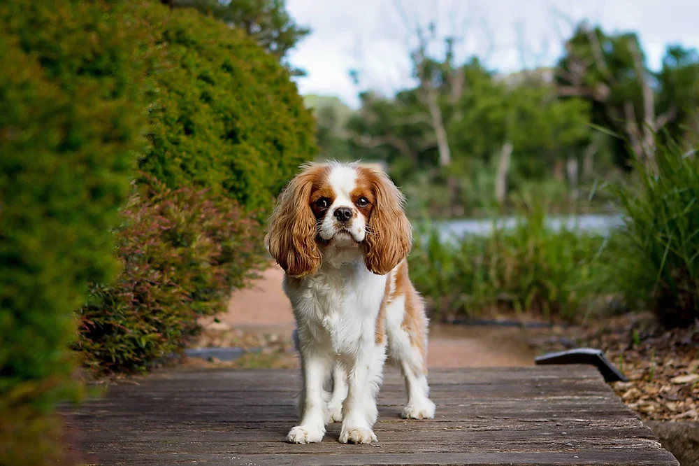 Cavalier King Charles Spaniels: The Beloved Companions in Popular Culture