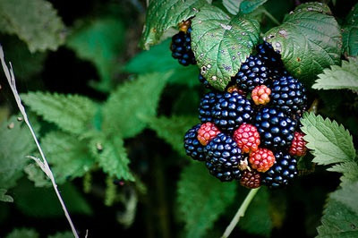 Pianta di Mora senza spine di 2 anni in vaso. Rubus ulmifolius | Vivai ...