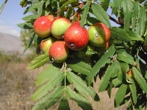 Sorbo domestico, pianta di 2-3 anni, Sorbus domestica | Vivai Polignano