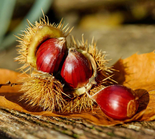 Pianta di Castagno, pianta di 2-3 anni, Castanea sativa | Vivai Polignano