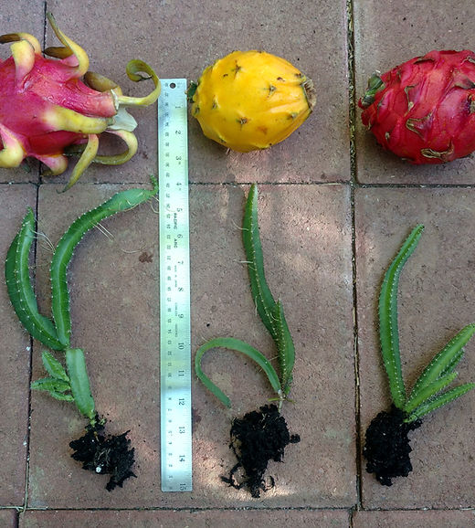 yellow dragon fruit tree