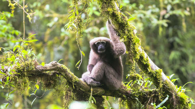 International Gibbon Day 2018!