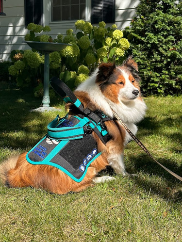 Standard Y-Front Harness set with Cape (Fleece) | hobbymutt