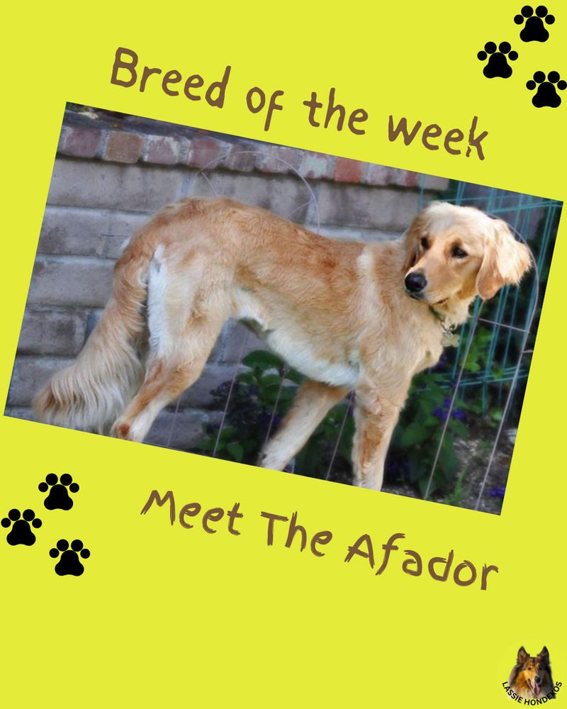 Meet The Afador | Lassie Website