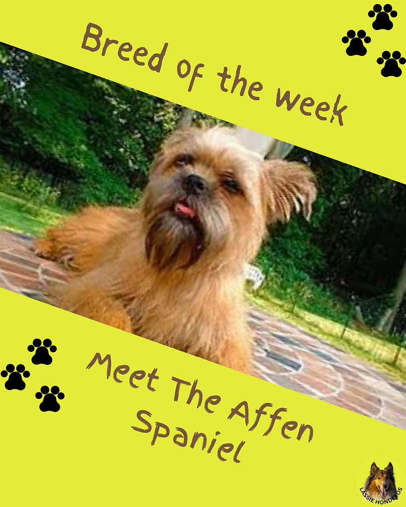 Meet the Affen Spaniel.