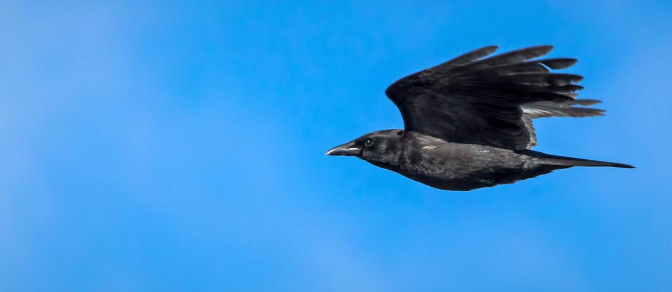 Dive-bombing crows hit Vancouver