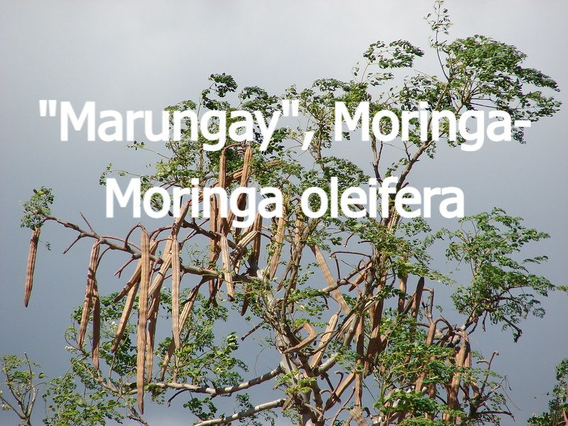 A Hawaii Artist discovers beauty and more in Island Sourced Materials!