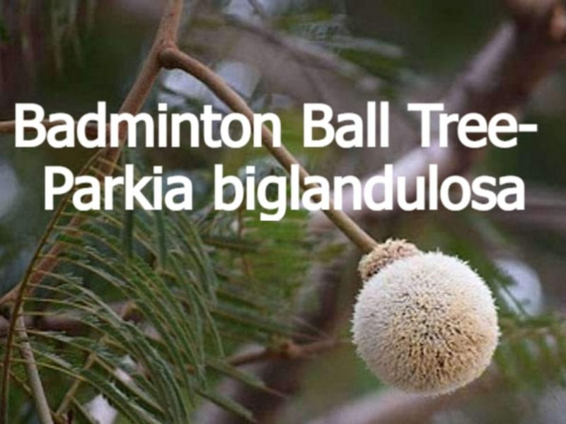 A Hawaii Artist discovers beauty and more in Island Sourced Materials!