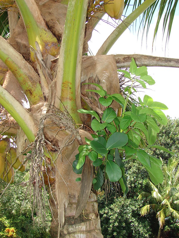 A Hawaii Artist discovers beauty and more in Island Sourced Materials!