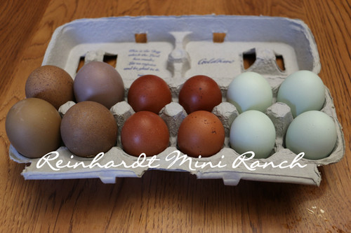Color Collection Hatching Eggs | reinhardtminiranch