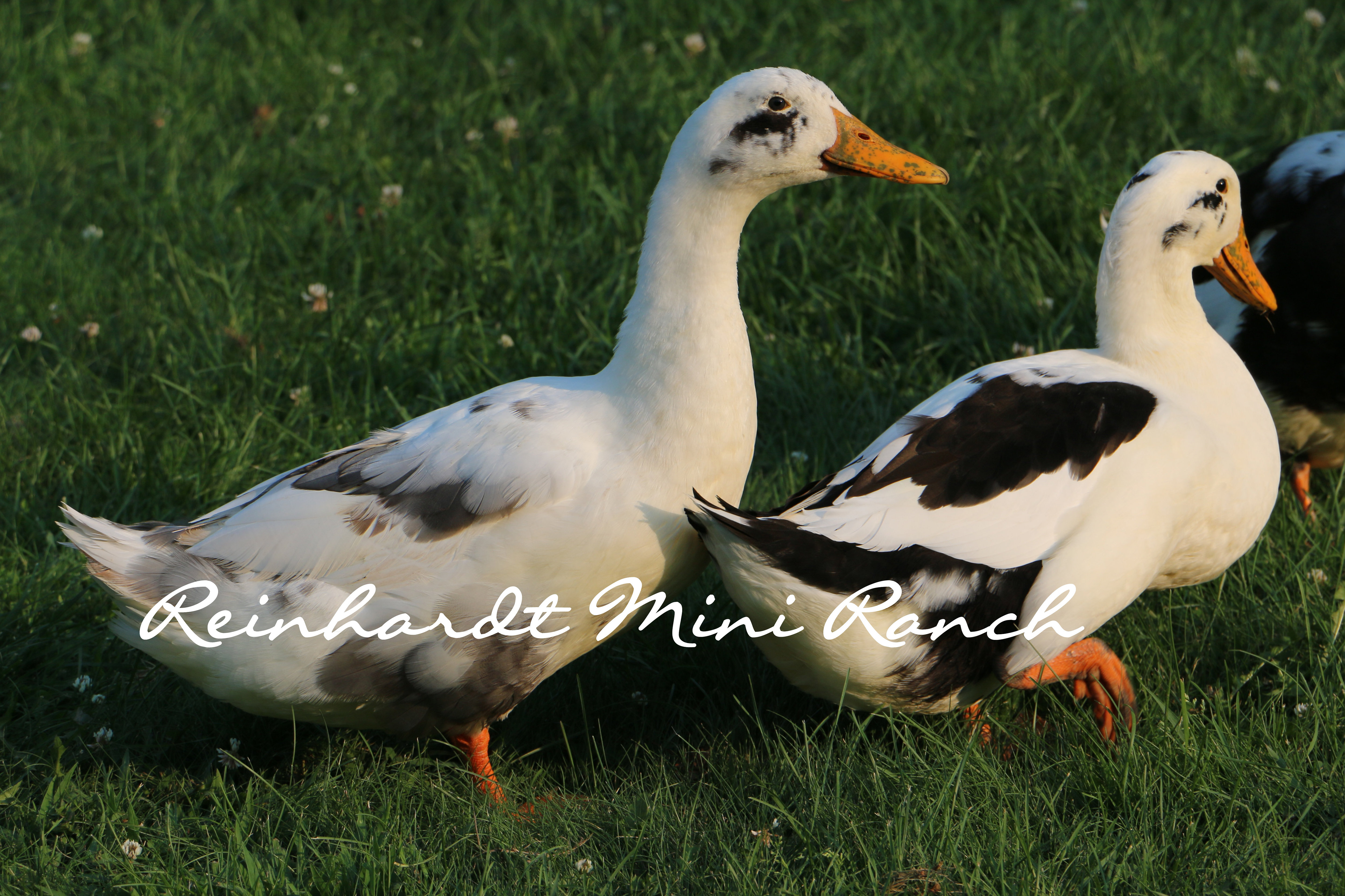 Ancona Duck | reinhardtminiranch