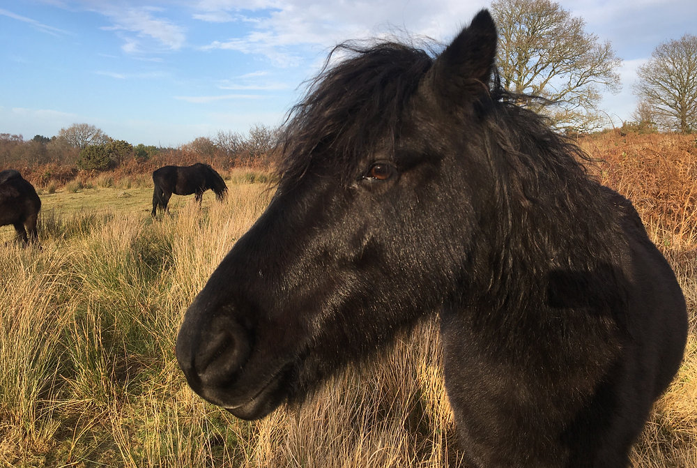 Ponies, Dartmoor and fake news