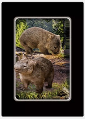 Australian Wombat 3D Swap Playing Card | 001 Swap Cards