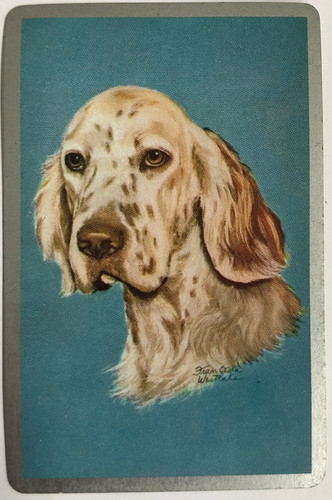 Dog Puppy English Setter Swap Playing Card | 001 Swap Cards