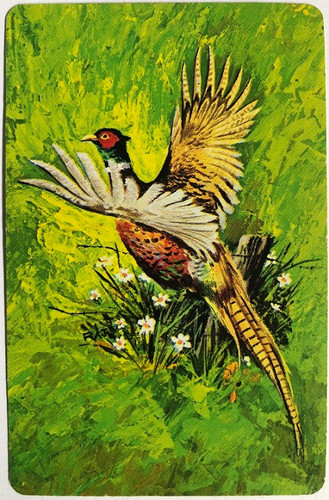 Bird #5 Pheasant Swap Cards | 001 Swap Cards