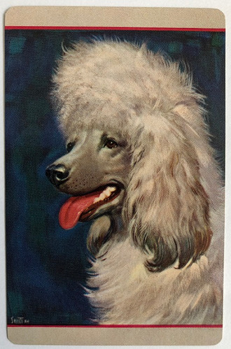 Dog Puppy Poodle Savitt Swap Playing Card | 001 Swap Cards