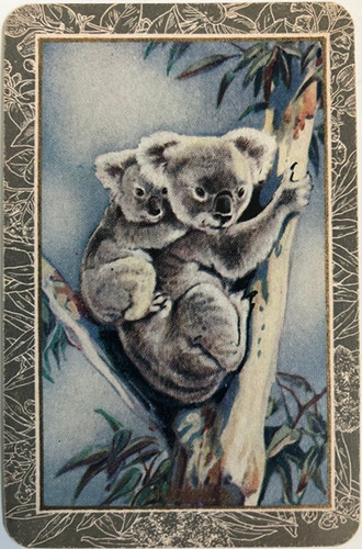 Koala Australian Animals Swap Card | 001 Swap Cards