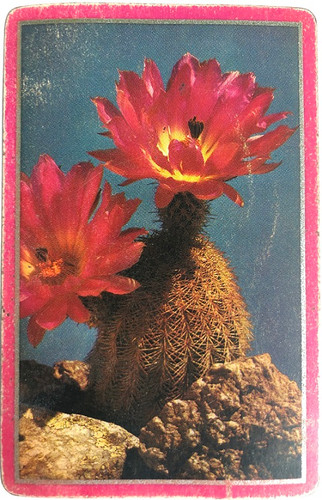 Flower Cactus Blossom Swap Playing Card | 001 Swap Cards