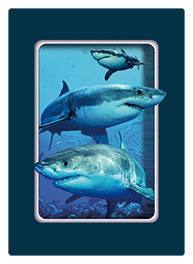 001 Swap Cards Melbourne Australia | www.swapcards.com.au