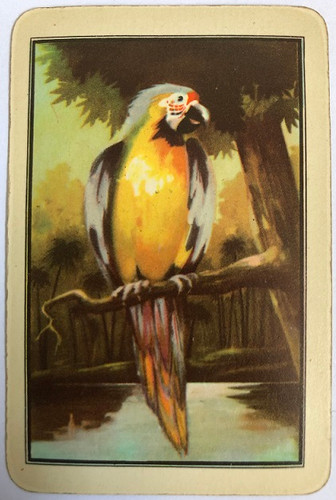 Bird #2 Macaw Parrot Swap Cards | 001 Swap Cards