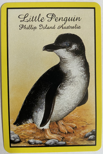 Fairy Penguin Philip Island Swap Card #2 | 001 Swap Cards
