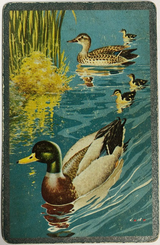 Ducks & Duckling | Birds Swap Playing Card | 001 Swap Cards