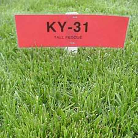 Kentucky 31 Tall Fescue | ASE Feed & Supply