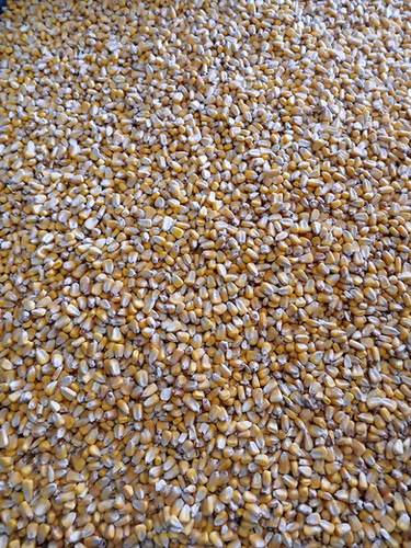 Bulk Shelled Corn for Deer | ASE Feed & Supply