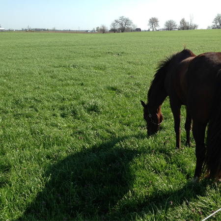 Pasture Perfect Champion Pasture Mix | ASE Feed & Supply