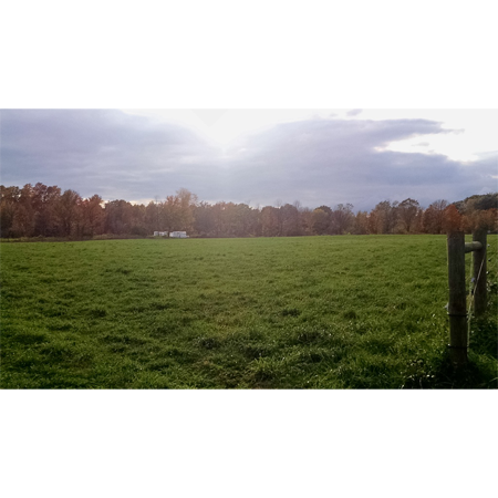 Enduro Plus Premium Pasture Mix | ASE Feed & Supply