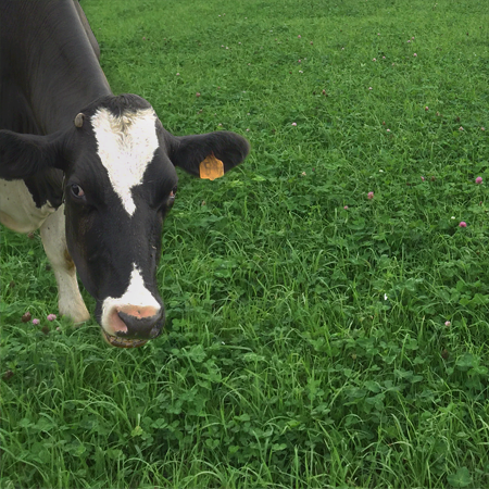 Pasture Perfect Midwestern Grazer Mix | ASE Feed & Supply