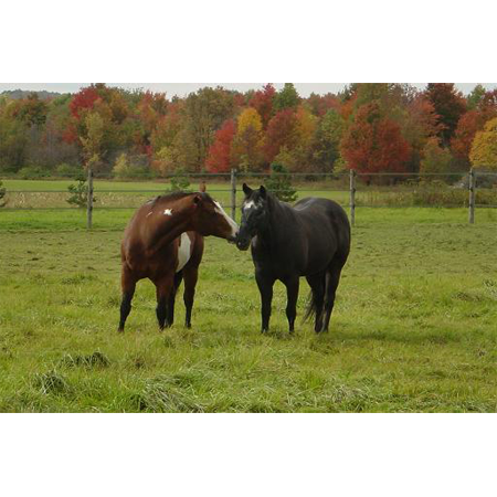 Balin Kentucky Bluegrass | ASE Feed & Supply