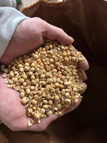 Roasted Soybeans | ASE Feed & Supply