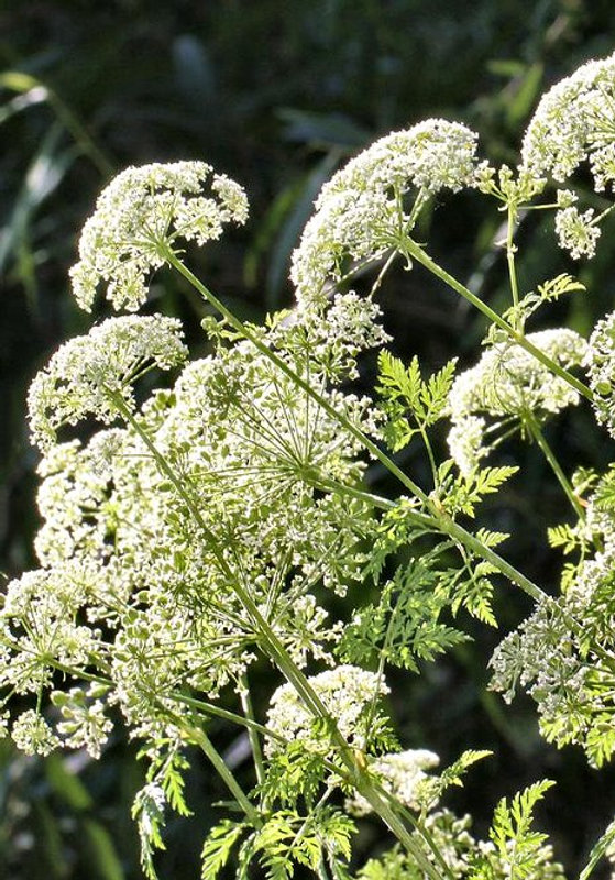 Herbology & Lore: Poison Hemlock