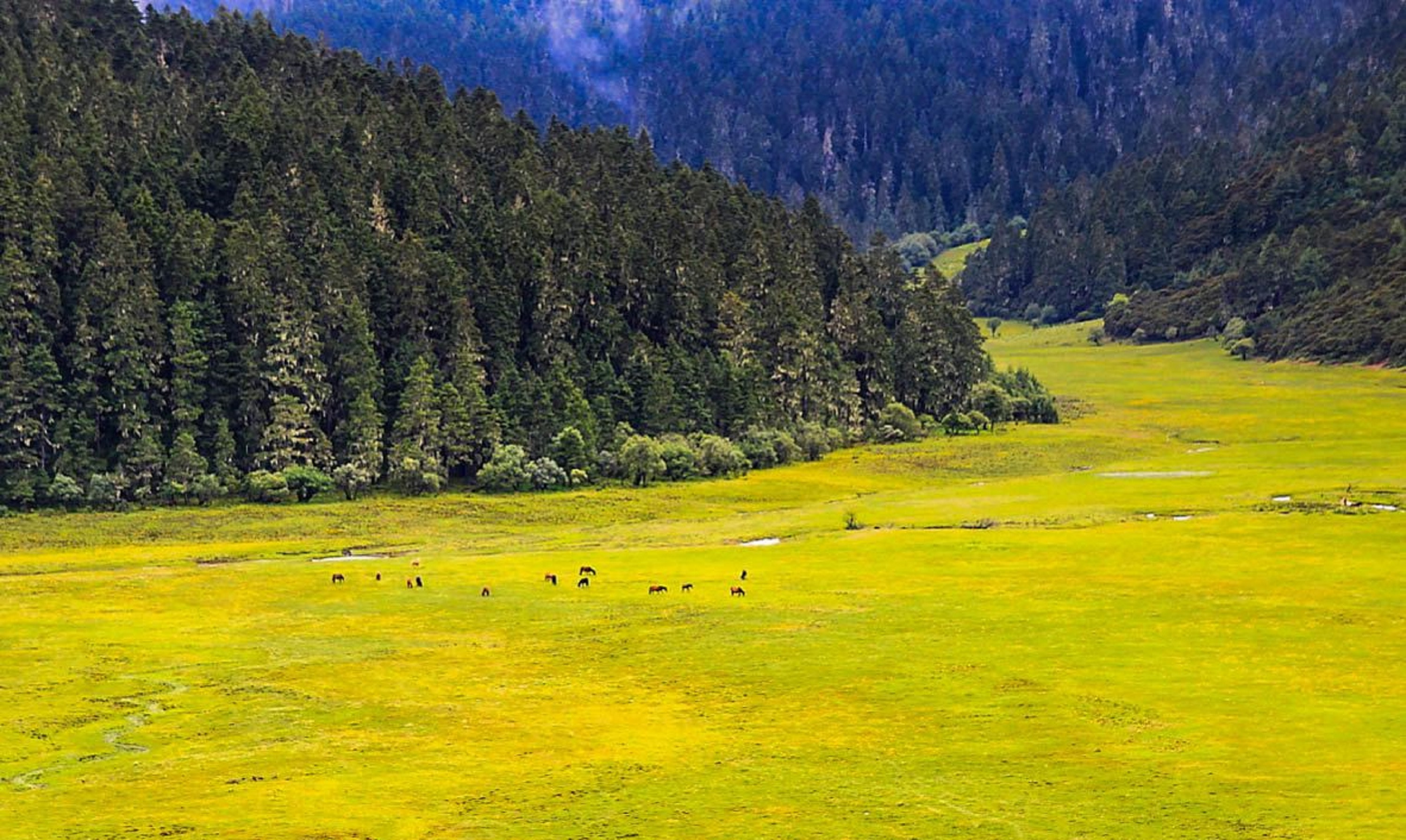 Guide de visite : Le parc national de Pudacuo à Shangrila - Conseils et ...