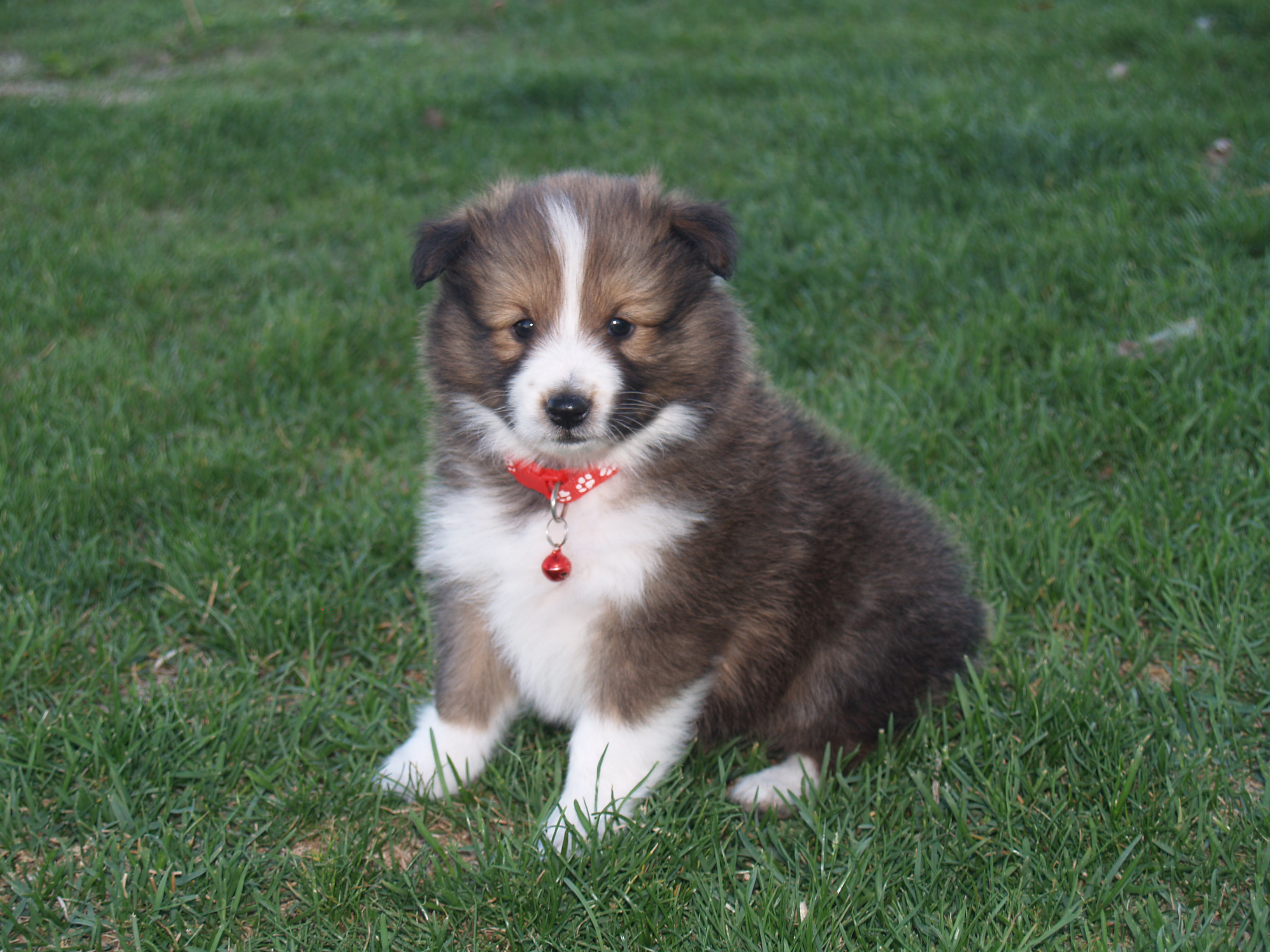 Shetland Sheepdogs | Snow Mountain Shelties | Colorado