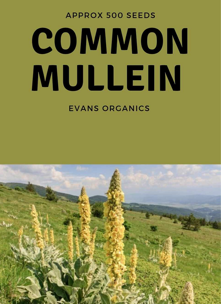 How to Grow Your Own Mullein Plants