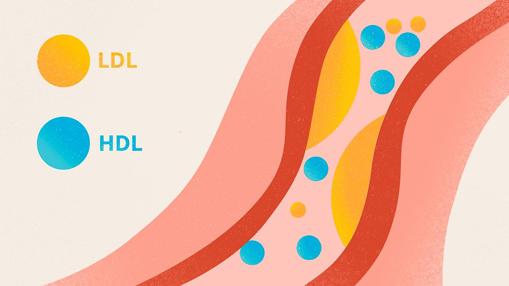 The Ultimate Guide to Lipid Count and Body Composition