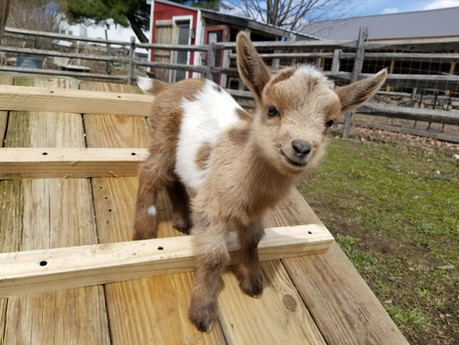 Kimstead News | Kimstead Farm