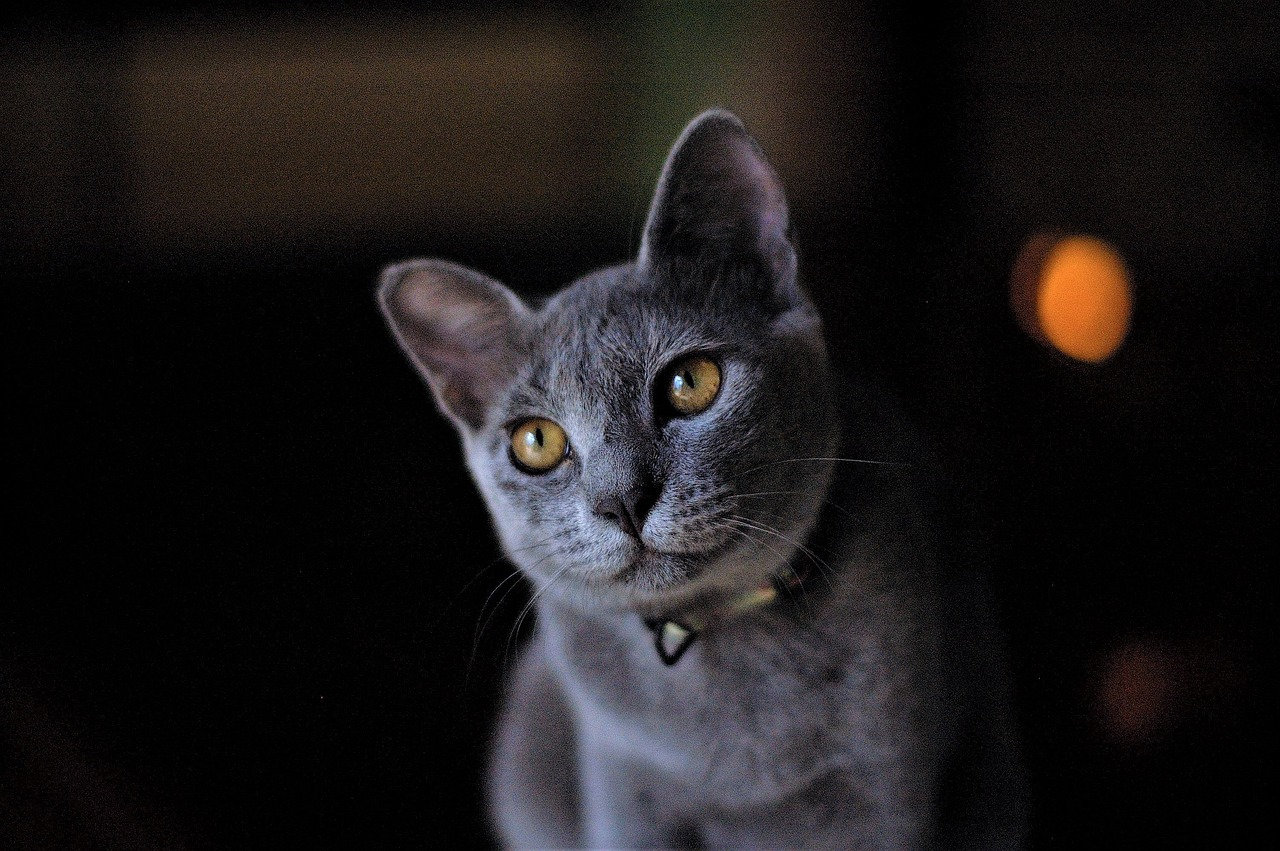 Haineko (Grey Cat) | MattKendrick.co.uk