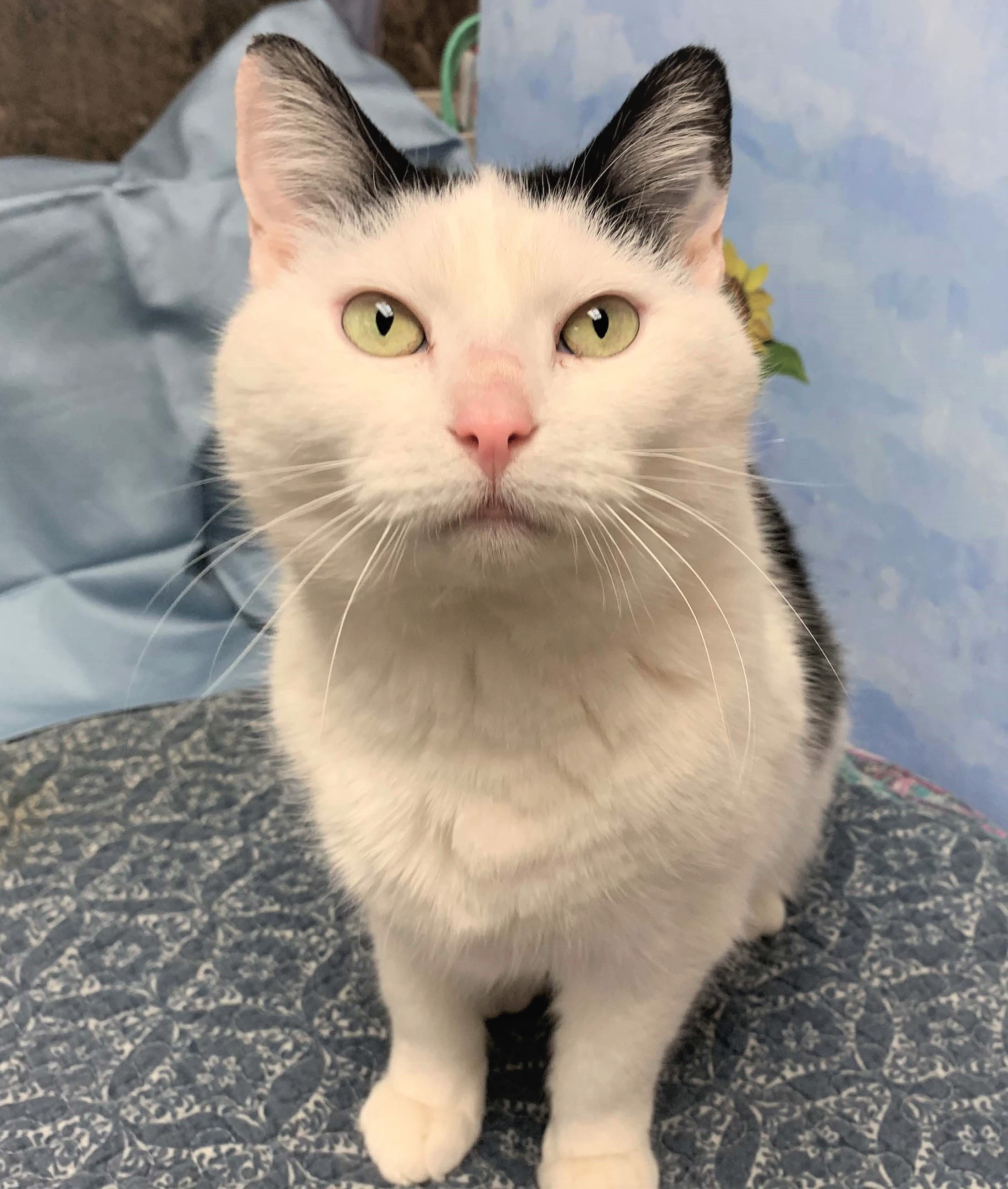 Adoptable Cats for Connecticut Cat Adoptions