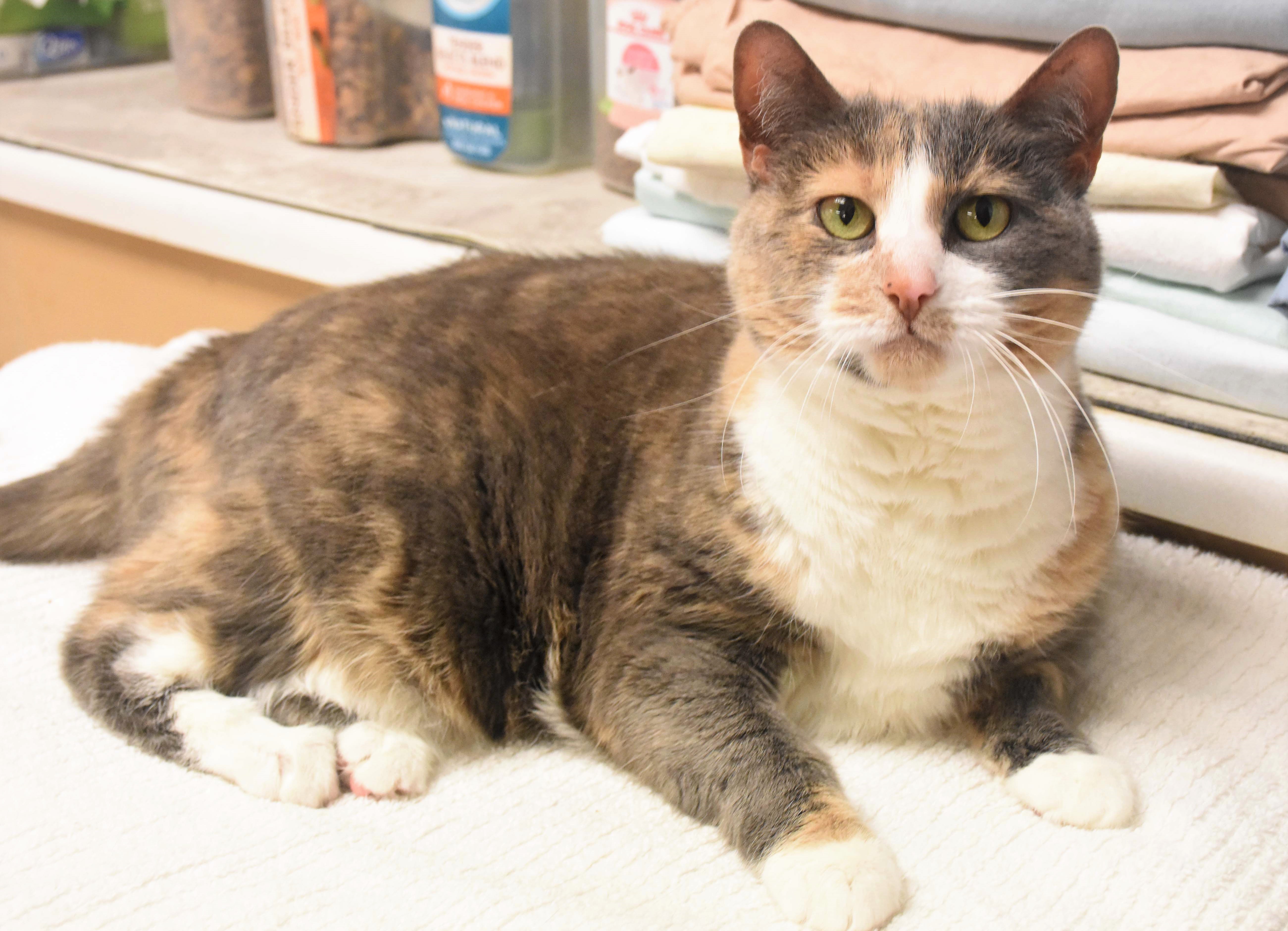 Adoptable Cats for Connecticut Cat Adoptions