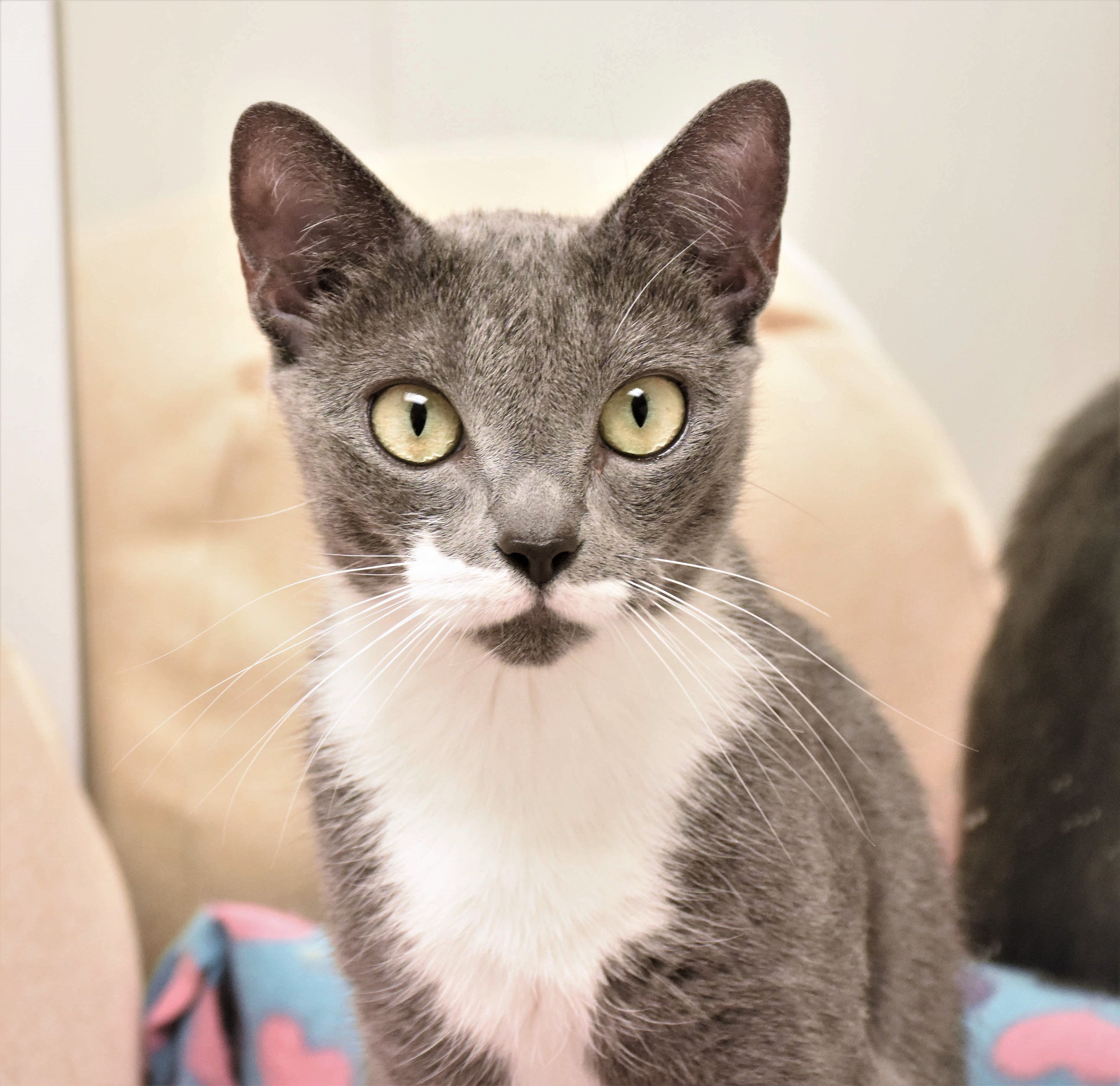 Adoptable Cats for Connecticut Cat Adoptions