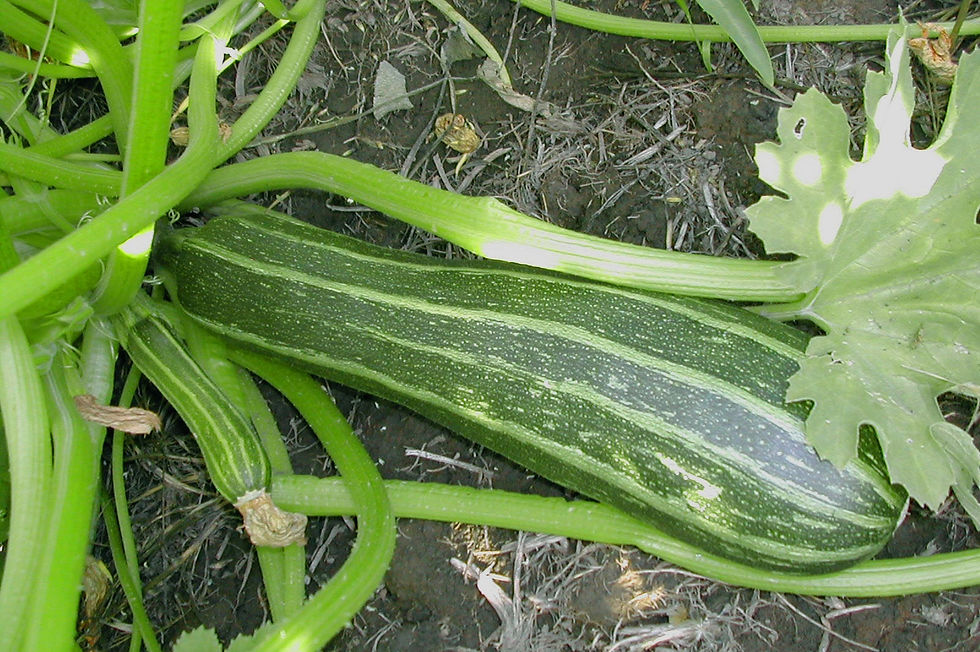 Cocozella Di Napoli Squash | tasteofheavenfarm