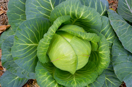 Brunswick Cabbage | tasteofheavenfarm
